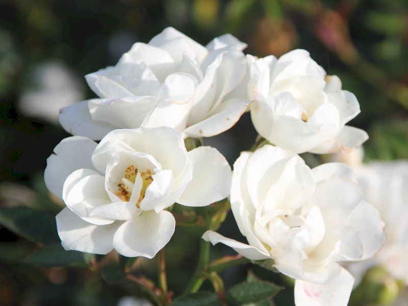 rosa 'kent'® (poulcov) - Tuincentrum Pelckmans