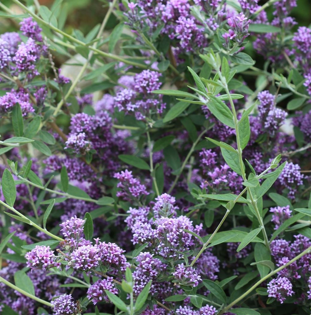 buddleja alternifolia 'unique'® - Tuincentrum Pelckmans