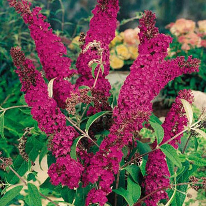 buddleja davidii 'royal red' - Tuincentrum Pelckmans buddleja davidii 'royal red' - Tuincentrum Pelckmans