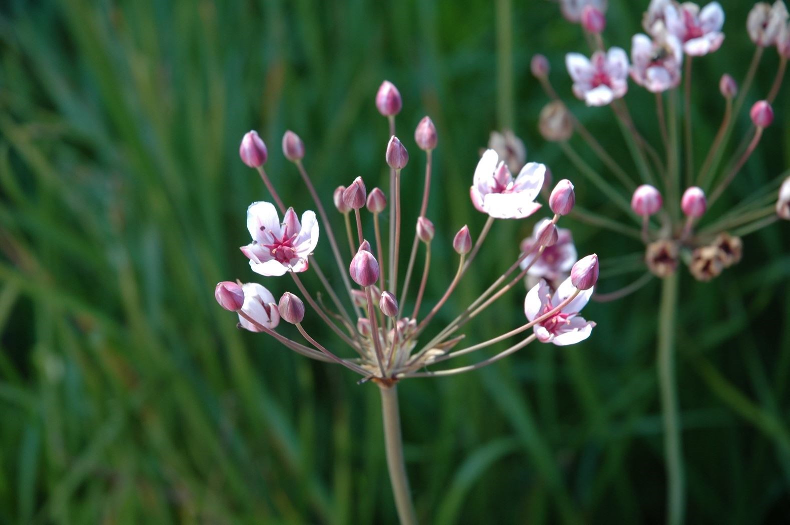 butomus umbellatus - Tuincentrum Pelckmans