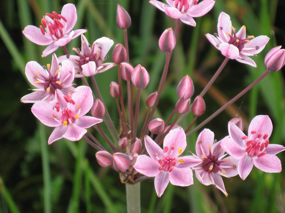 butomus umbellatus - Tuincentrum Pelckmans