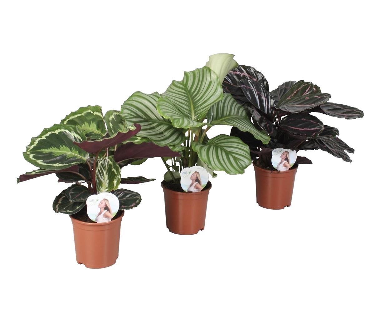 calathea gemengd - Tuincentrum Pelckmans
