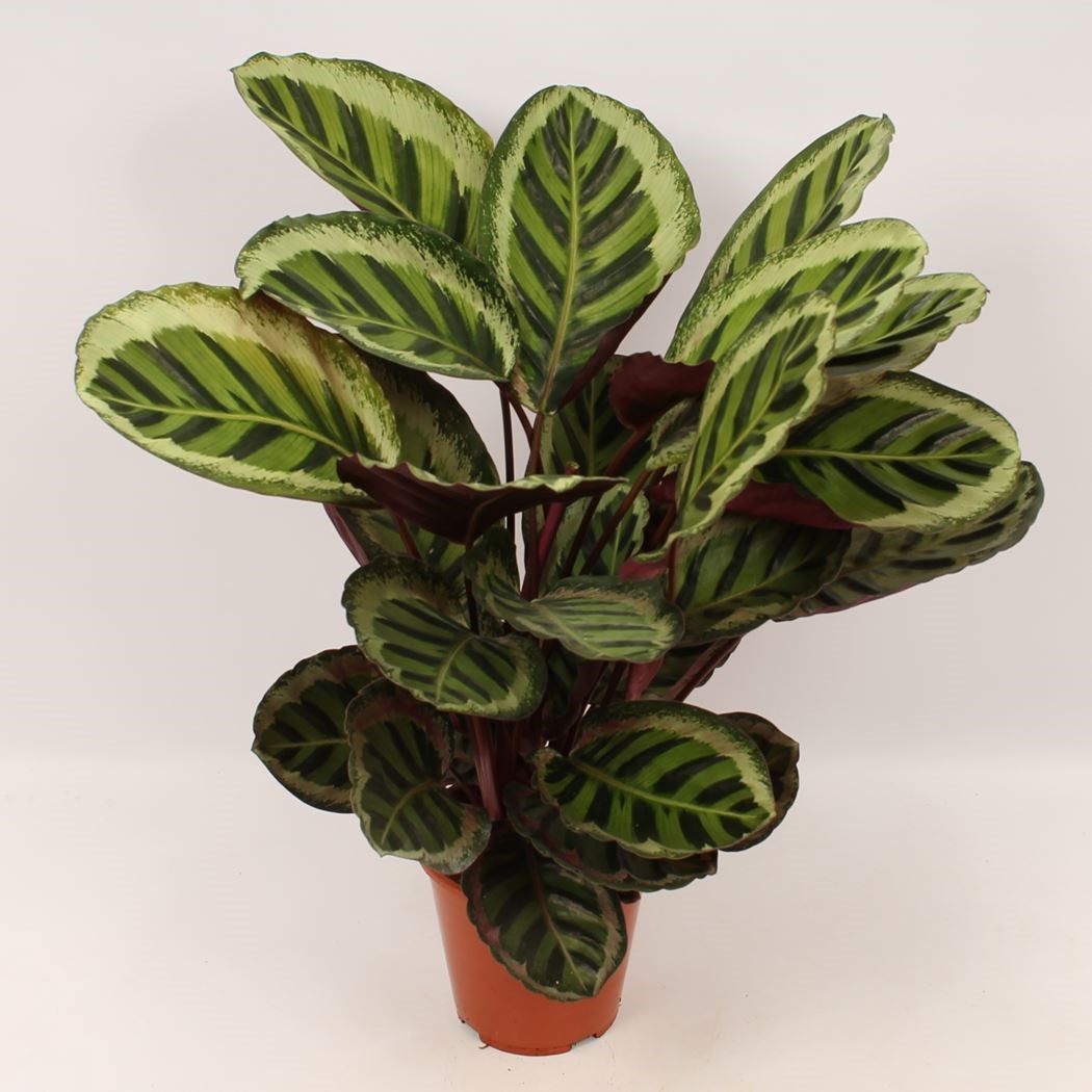 calathea roseopicta 'angela' - Tuincentrum Pelckmans