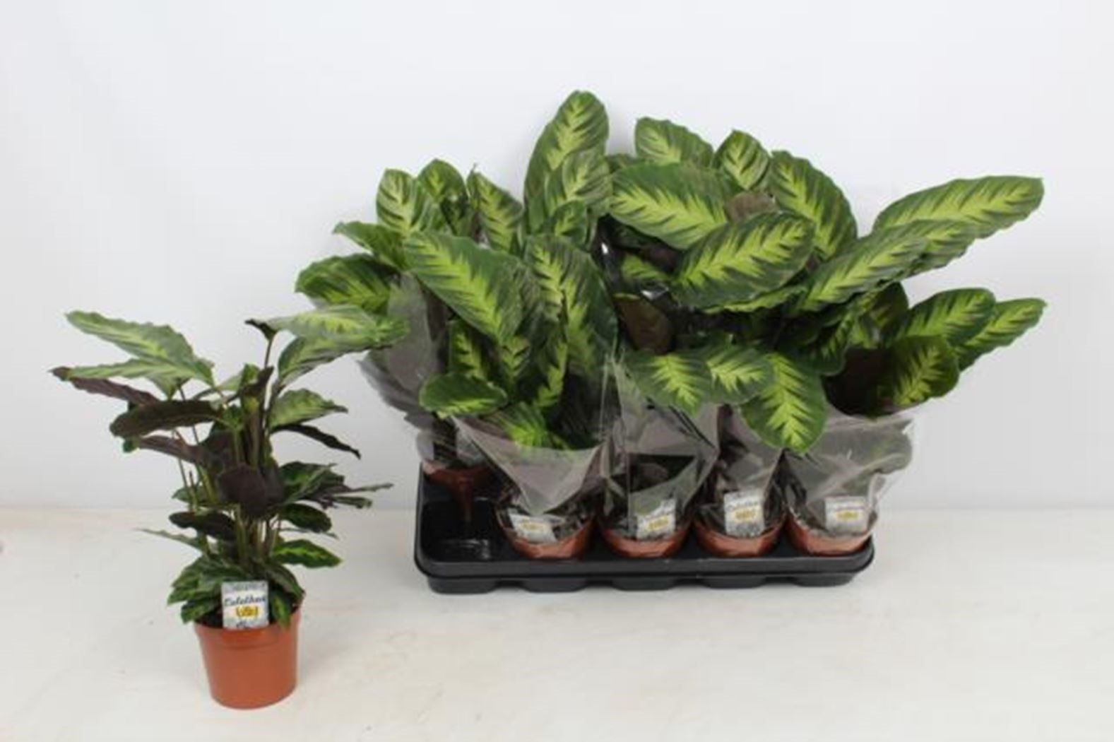 calathea gemengd - Tuincentrum Pelckmans