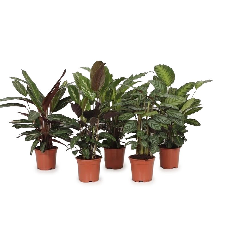 calathea gemengd - Tuincentrum Pelckmans