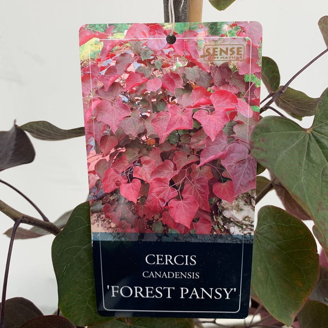 cercis canadensis 'forest pansy' - Tuincentrum Pelckmans