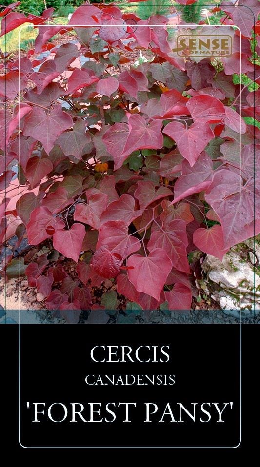 cercis canadensis 'forest pansy' - Tuincentrum Pelckmans