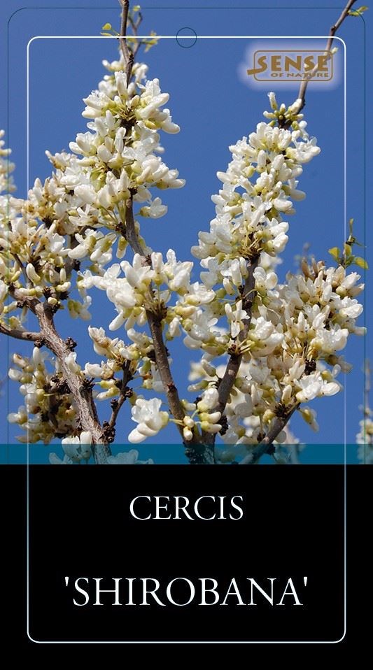 cercis chinensis 'shirobana' - Tuincentrum Pelckmans