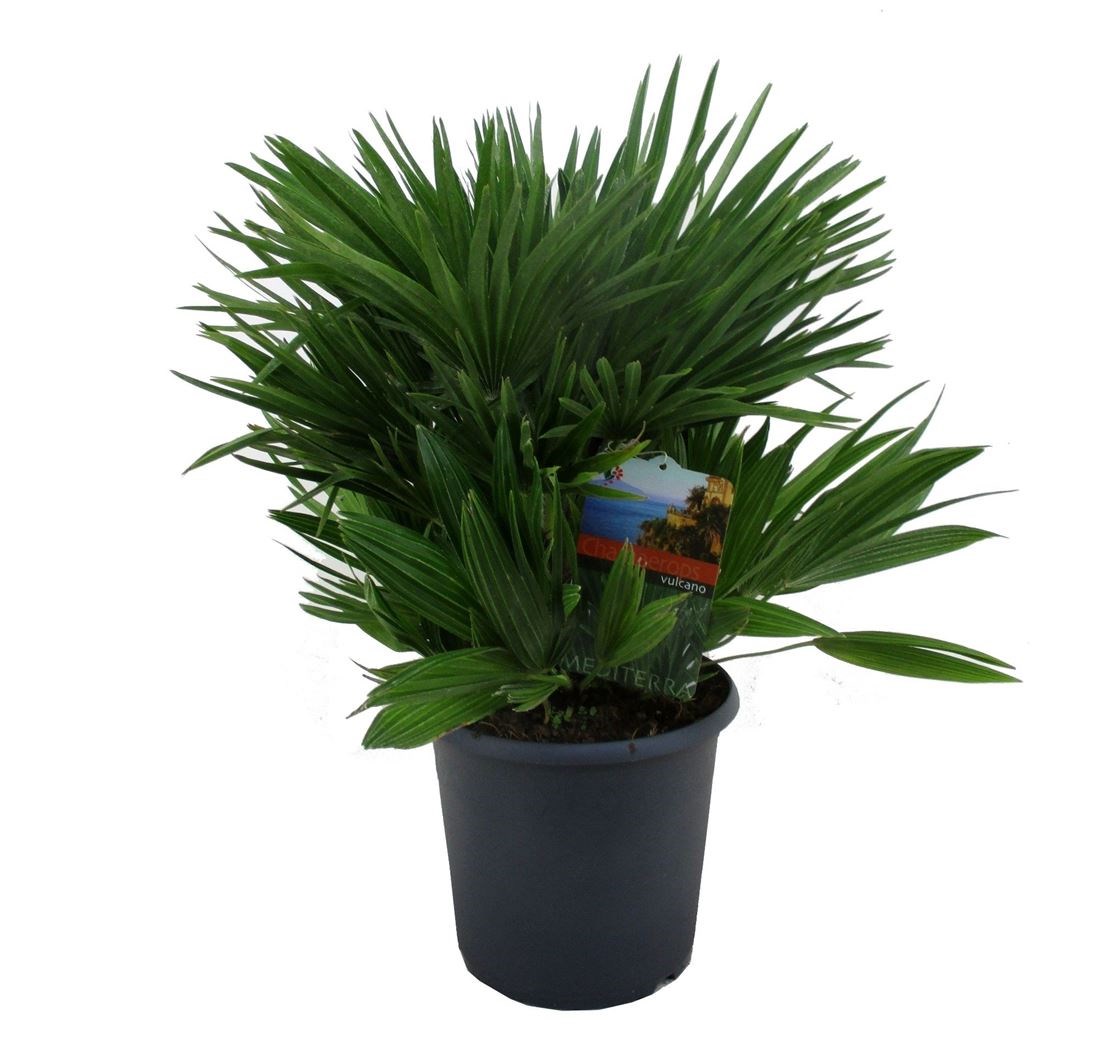 chamaerops humilis 'compacta'® (vulcano) - Tuincentrum Pelckmans