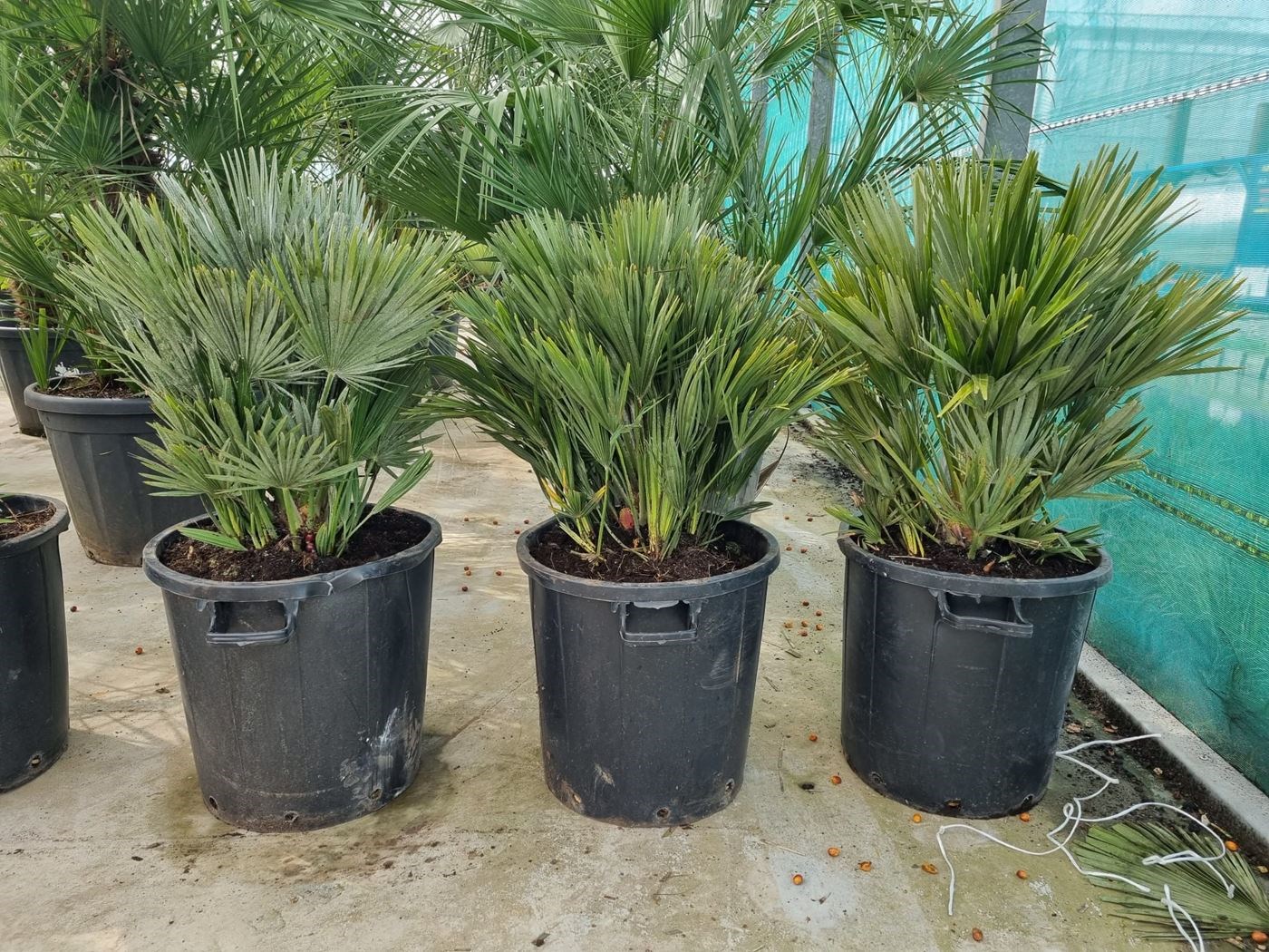chamaerops humilis 'compacta'® (vulcano) - Tuincentrum Pelckmans