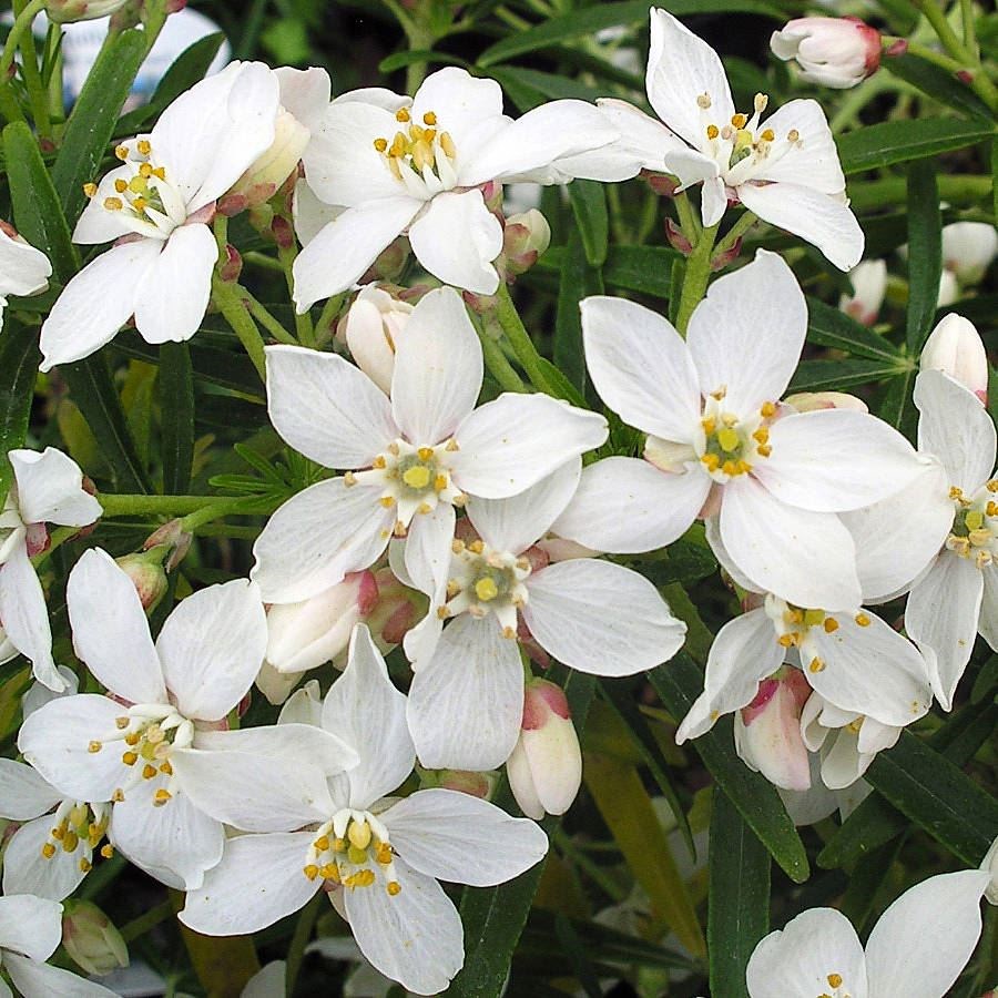 choisya 'aztec pearl' - Tuincentrum Pelckmans