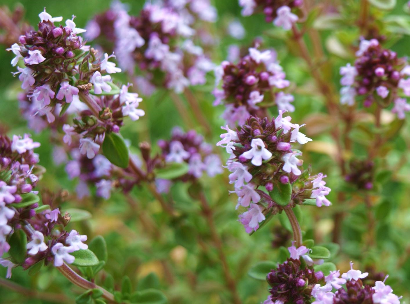thymus citriodorus 'lemon' (citroenthijm) - Tuincentrum Pelckmans