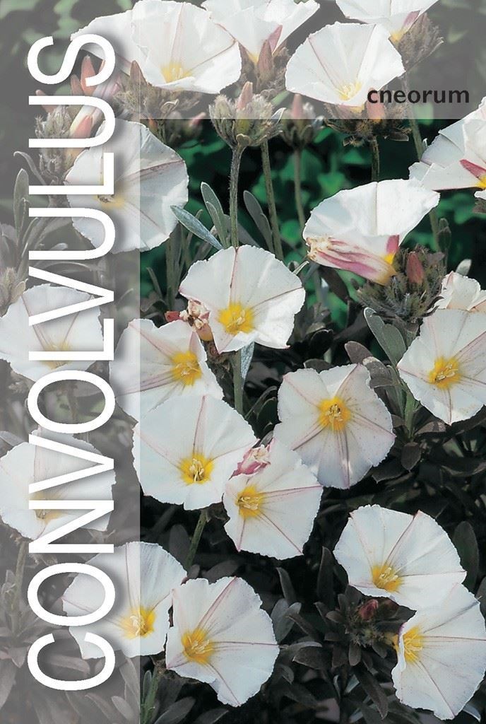 convolvulus cneorum - Tuincentrum Pelckmans