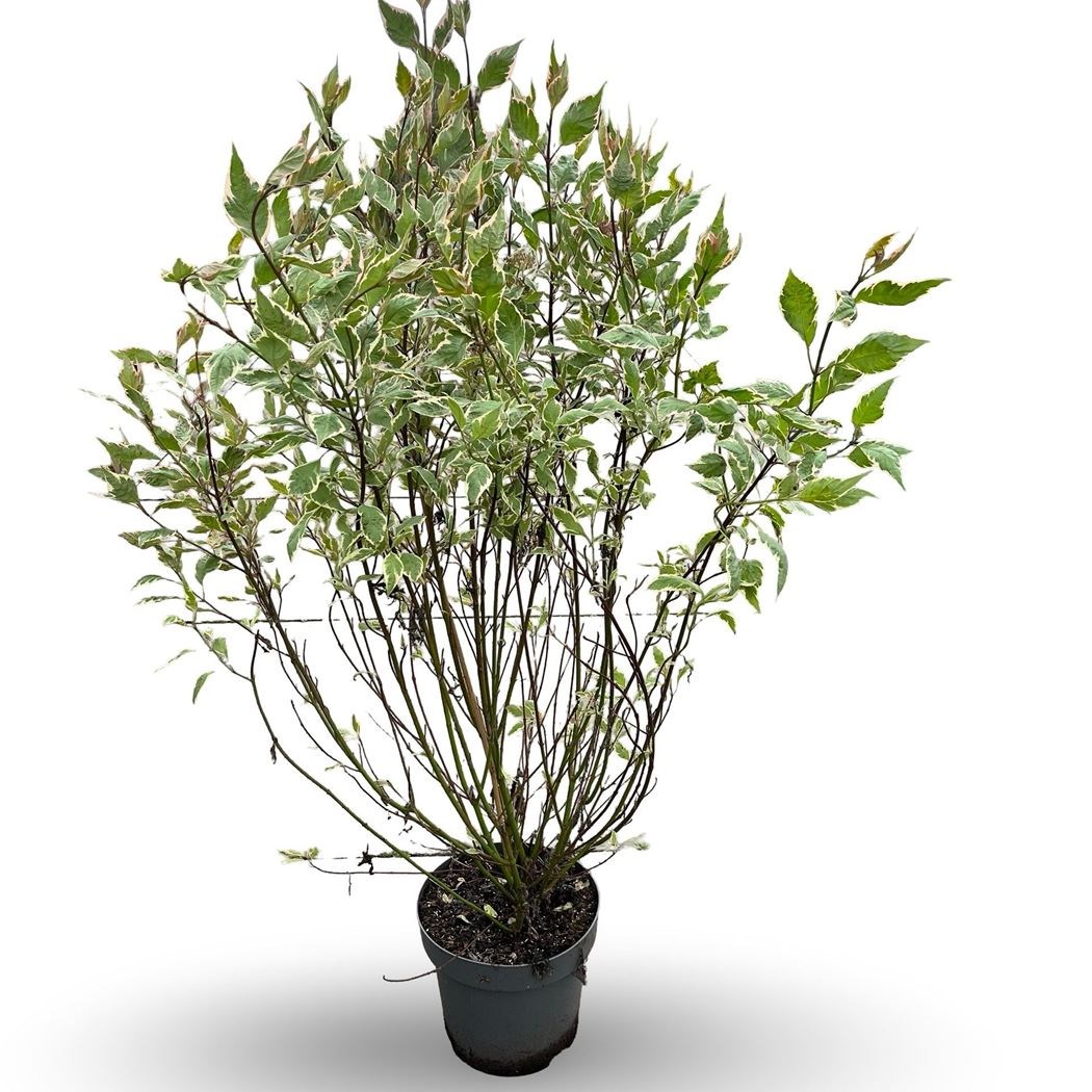 cornus alba 'miracle'® - Tuincentrum Pelckmans