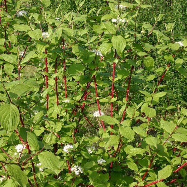 cornus alba 'sibirica' - Tuincentrum Pelckmans