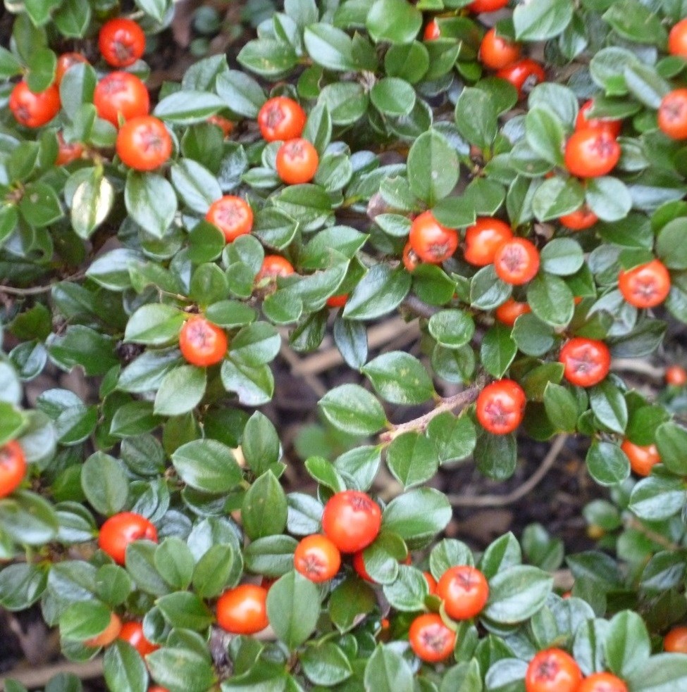 cotoneaster dammeri major