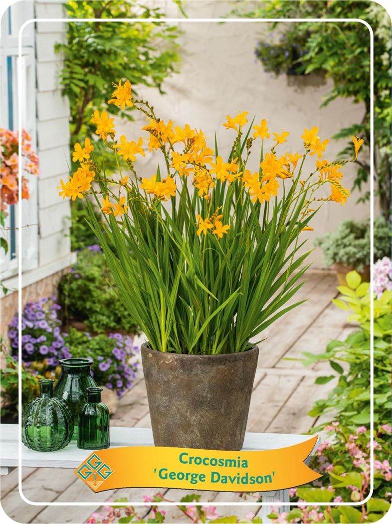 crocosmia 'george davidson' - Tuincentrum Pelckmans