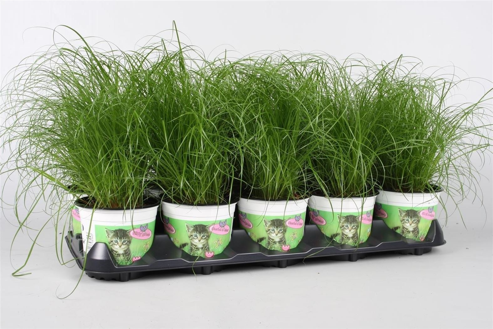 cyperus alternifolius 'zumula' (kattengras) - Tuincentrum Pelckmans