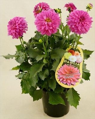 dahlia gemengd xxl aztec - Tuincentrum Pelckmans