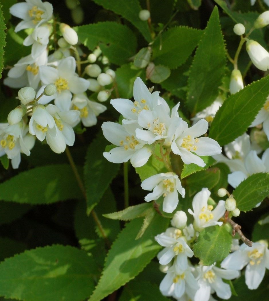 deutzia gracilis - Tuincentrum Pelckmans