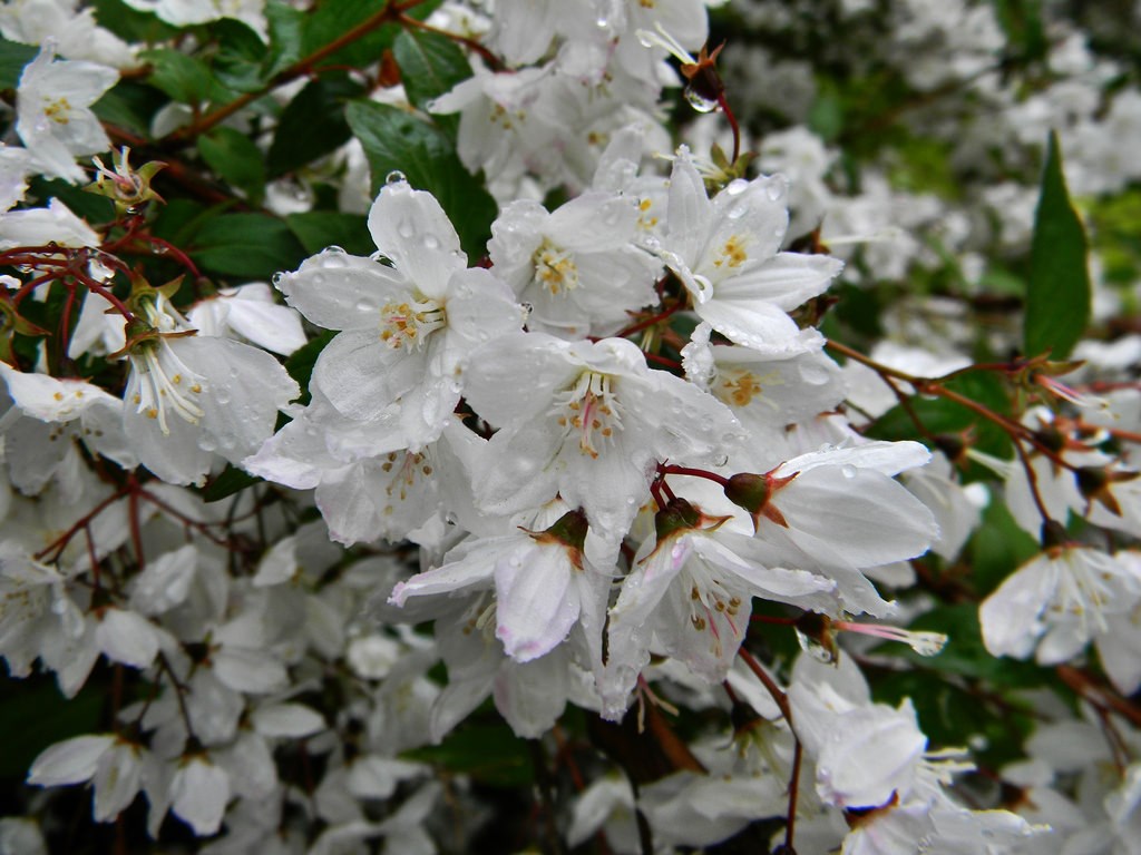 deutzia rosea 'campanulata' - Tuincentrum Pelckmans