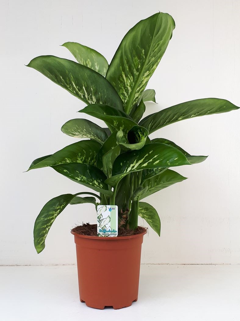 dieffenbachia 'tropic snow' - Tuincentrum Pelckmans
