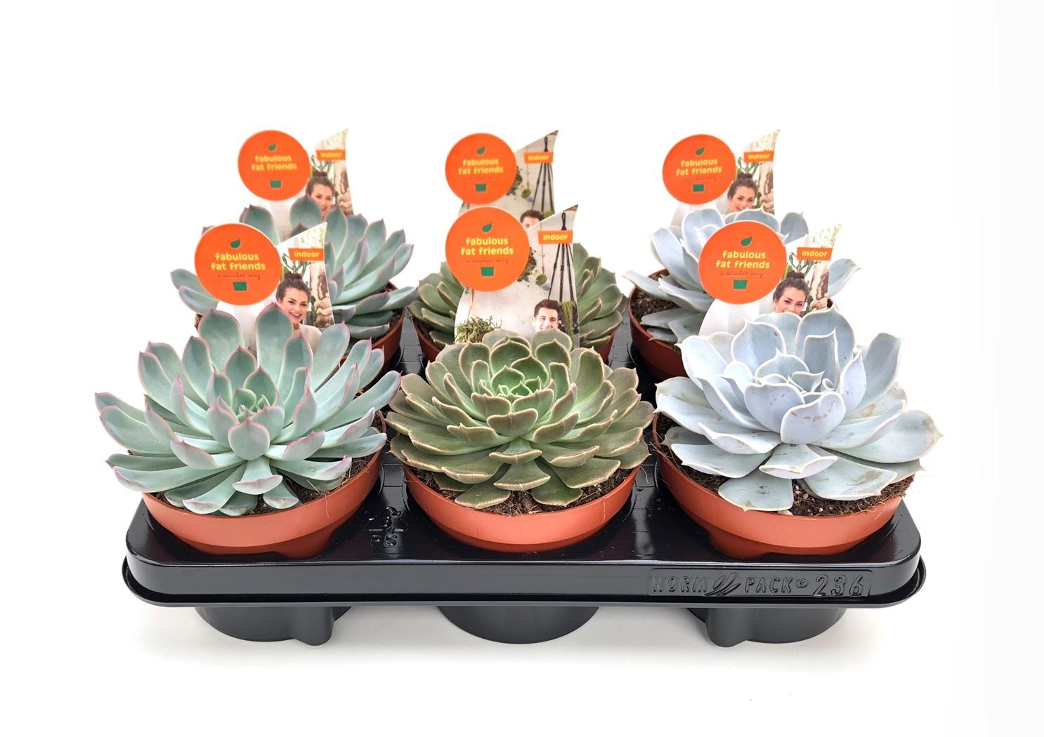 echeveria gemengd - Tuincentrum Pelckmans