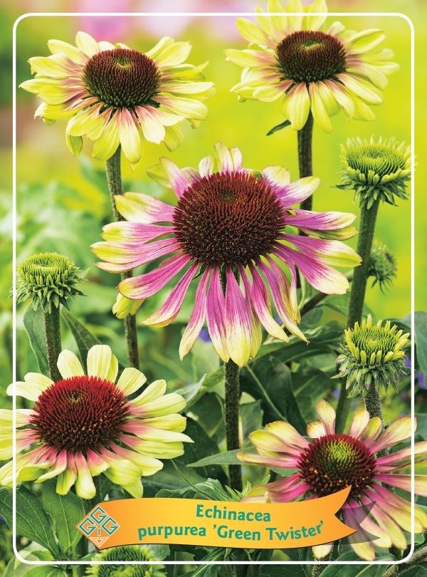 echinacea purpurea 'green twister' - Tuincentrum Pelckmans
