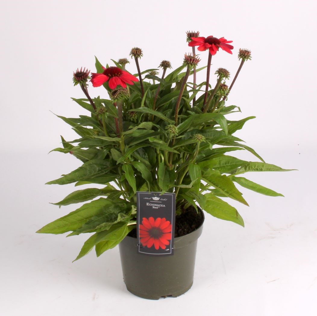 echinacea purpurea 'sunseekers red' - Tuincentrum Pelckmans
