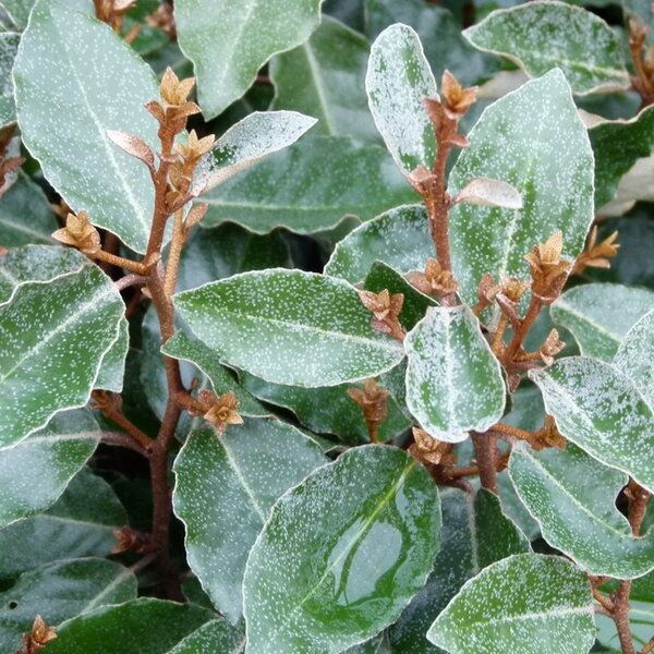 elaeagnus ebbingei 'compacta' - Tuincentrum Pelckmans