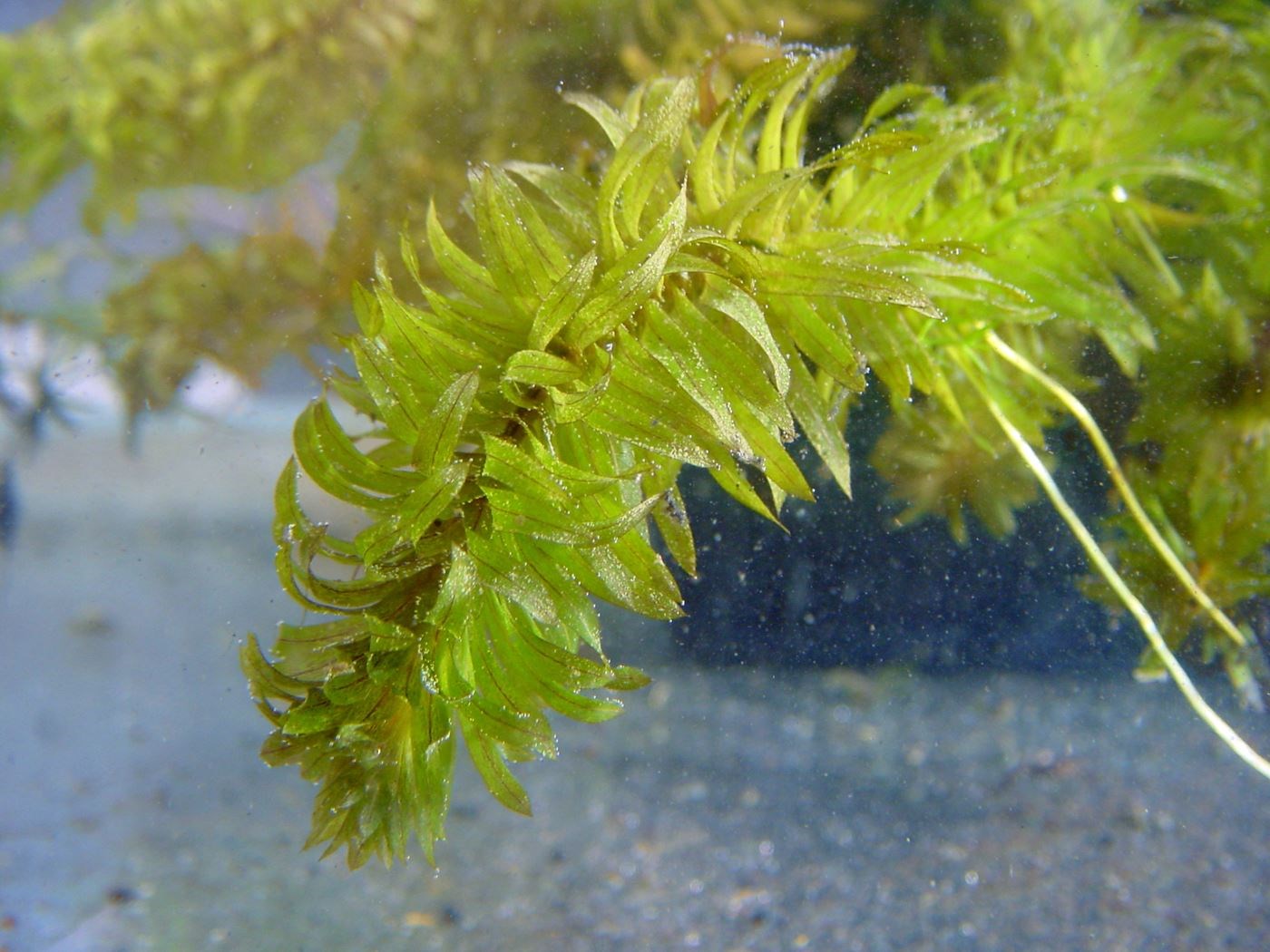 elodea crispa