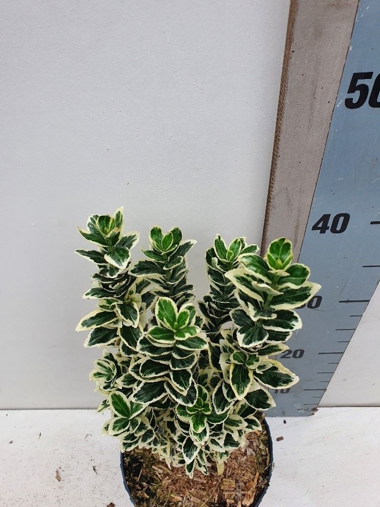 euonymus japonicus 'white spire' - Tuincentrum Pelckmans