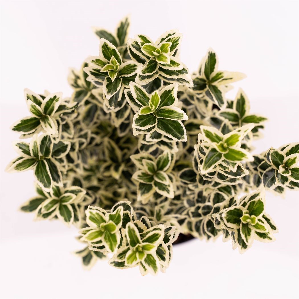 euonymus japonicus 'white spire'® - Tuincentrum Pelckmans