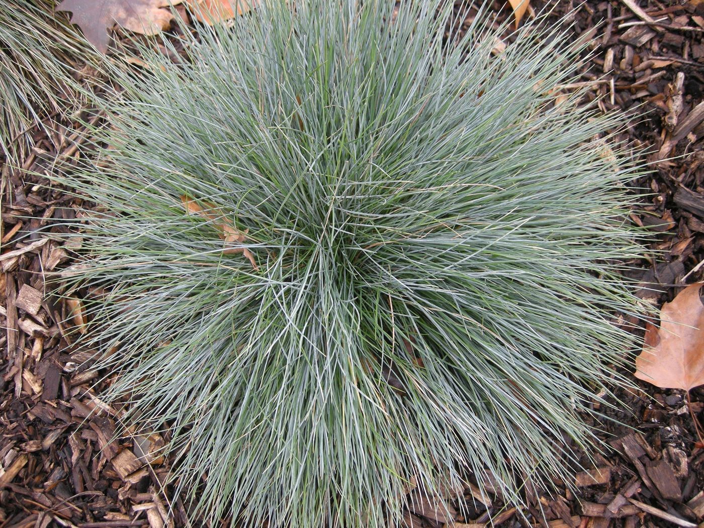 festuca glauca 'elijah blue' - Tuincentrum Pelckmans