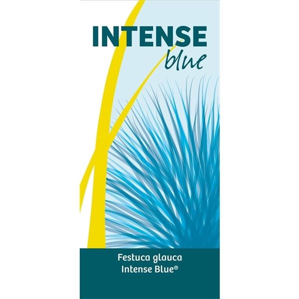 festuca glauca 'intense blue'® - Tuincentrum Pelckmans