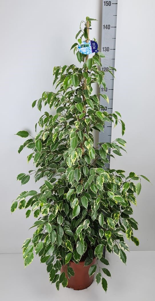 ficus benjamina 'golden king' - Tuincentrum Pelckmans