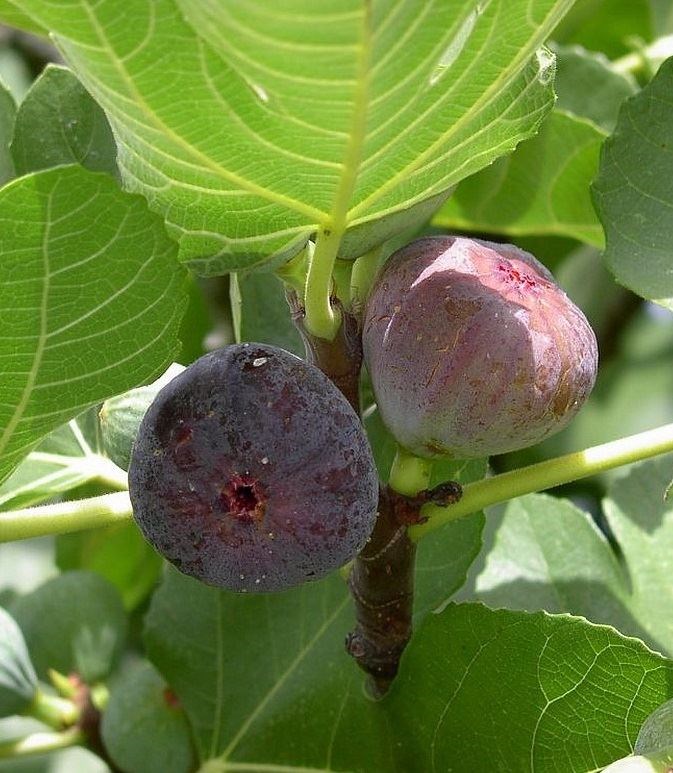 ficus carica op stam - Tuincentrum Pelckmans