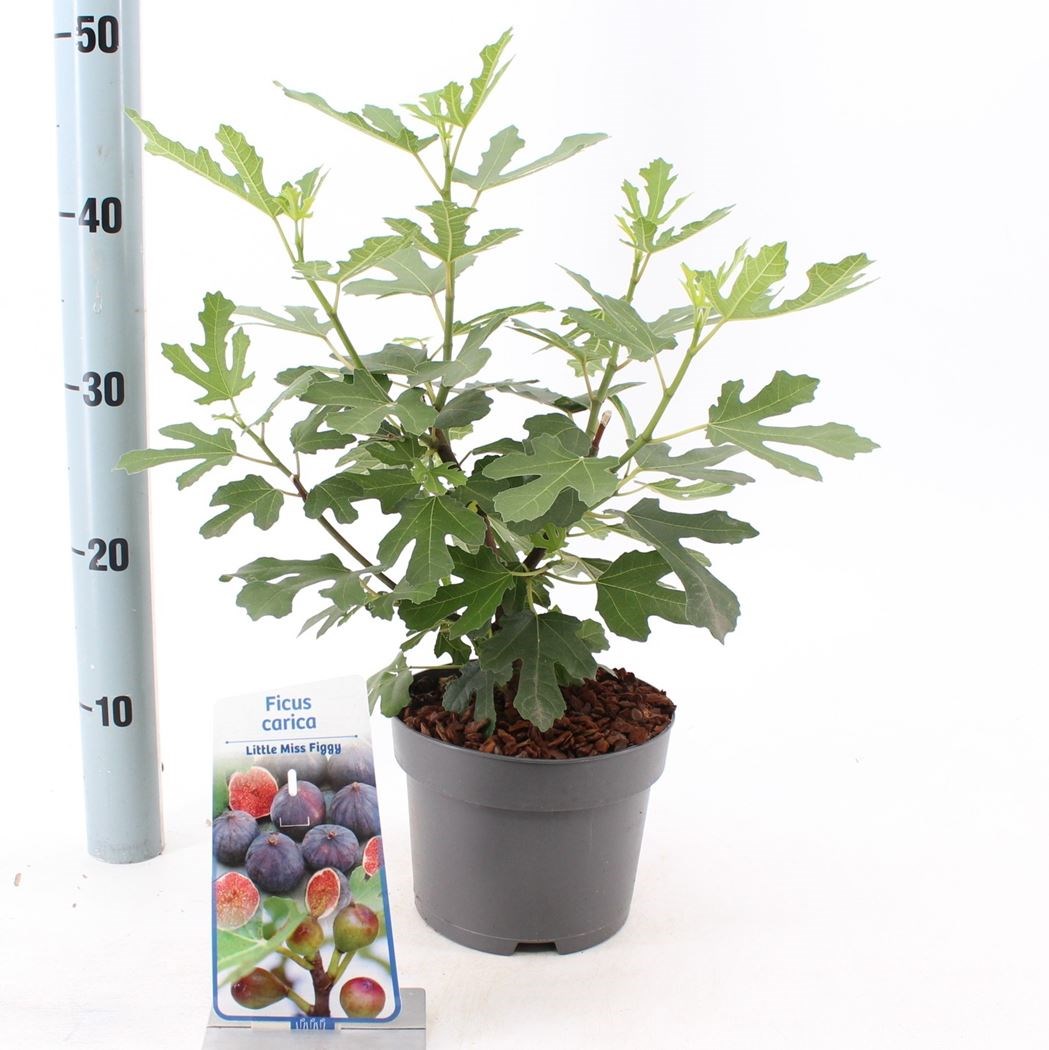 ficus carica 'little miss figgy'® - Tuincentrum Pelckmans