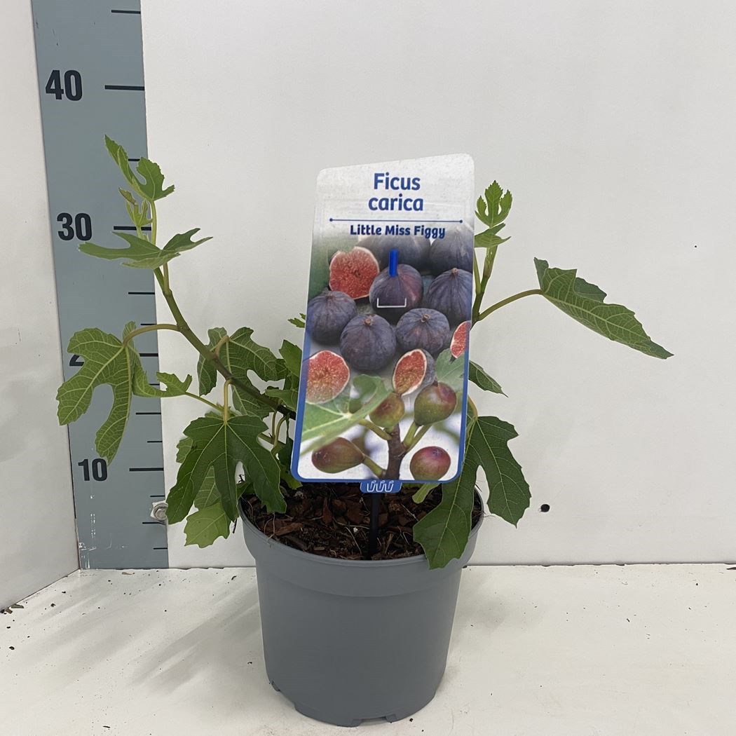ficus carica 'little miss figgy'® - Tuincentrum Pelckmans