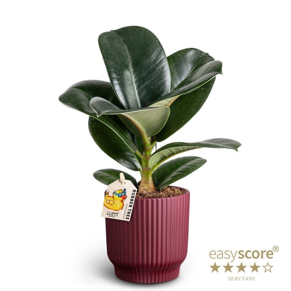 ficus elastica 'sofia' in nordic aubergine planter - Tuincentrum Pelckmans