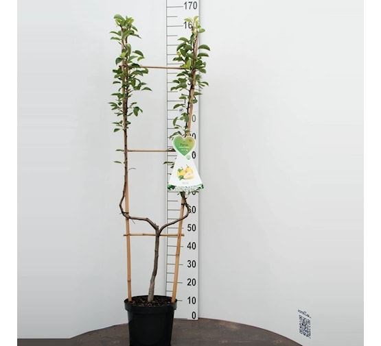 fruitboom peer 'doyenne du comice' - Tuincentrum Pelckmans
