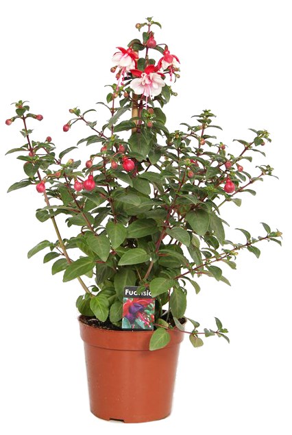 fuchsia gemengd piramide - Tuincentrum Pelckmans