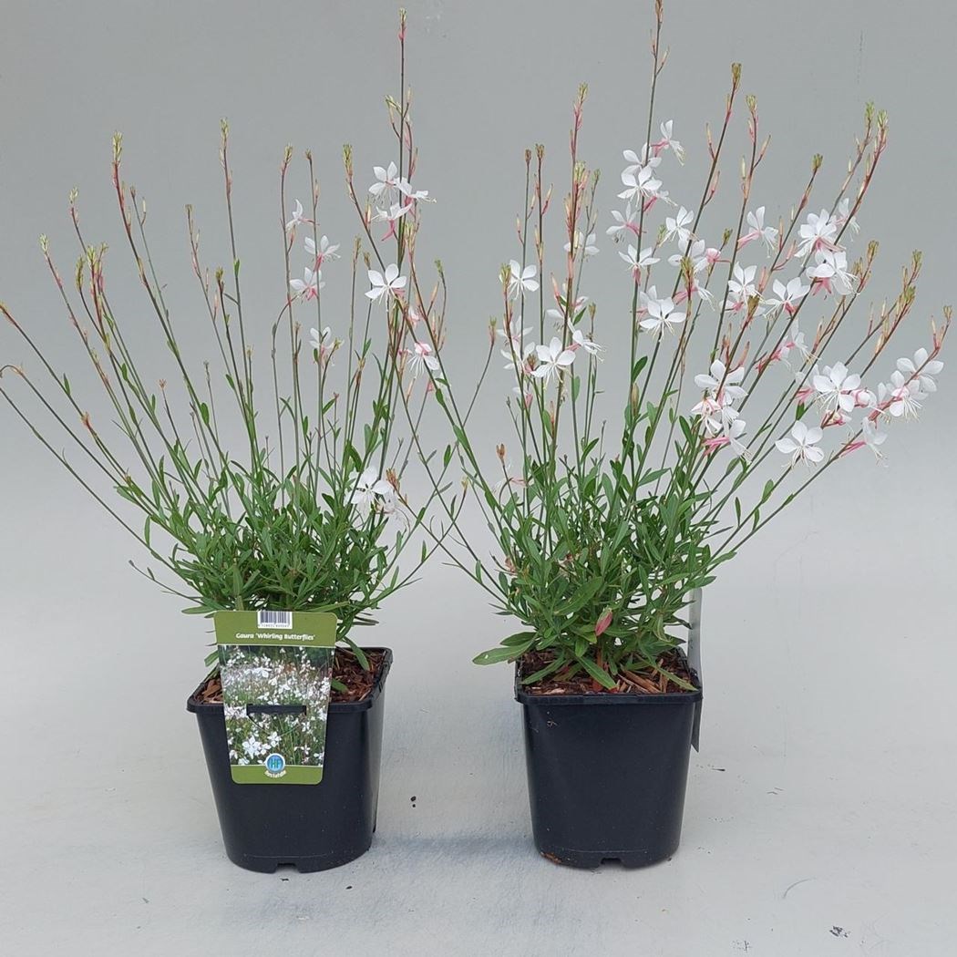 gaura lindheimeri 'whirling butterflies' - Tuincentrum Pelckmans
