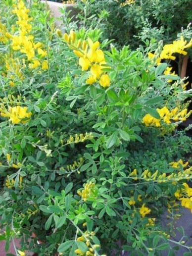 genista spachiana - Tuincentrum Pelckmans