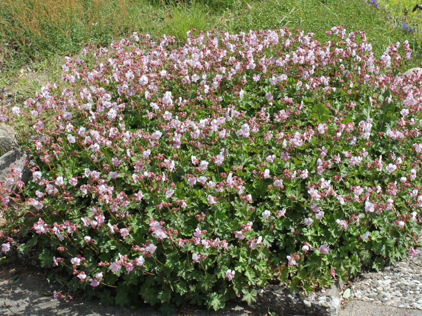 geranium macrorrizhum 'spessart' - Tuincentrum Pelckmans