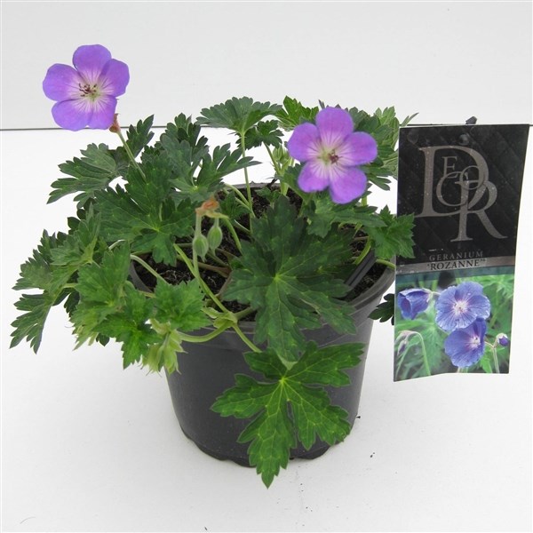 geranium 'rozanne'® - Tuincentrum Pelckmans