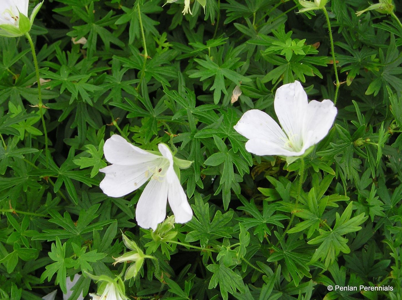 geranium sanguineum 'album' - Tuincentrum Pelckmans