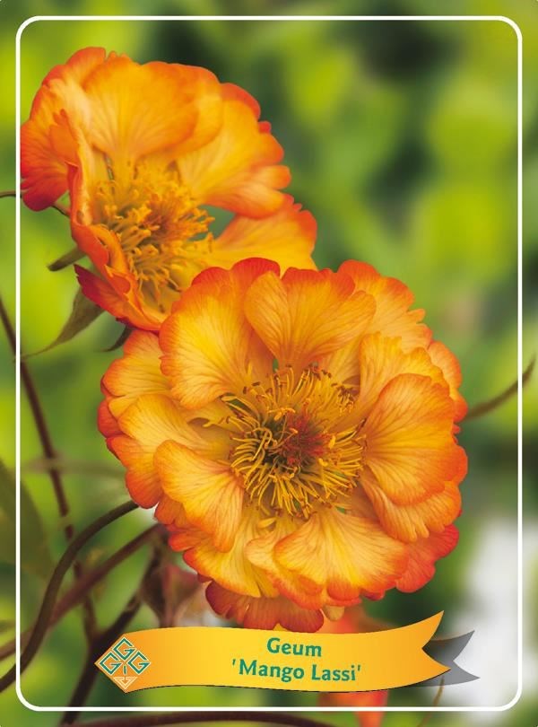 geum rivale 'mango lassi' - Tuincentrum Pelckmans