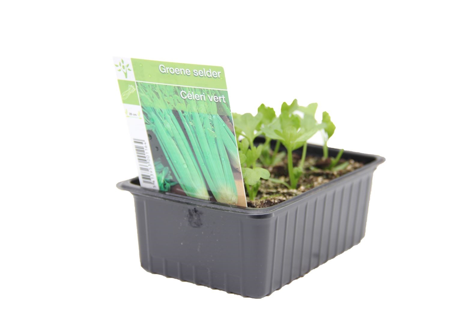 groene selder in setje (6sts) - Tuincentrum Pelckmans