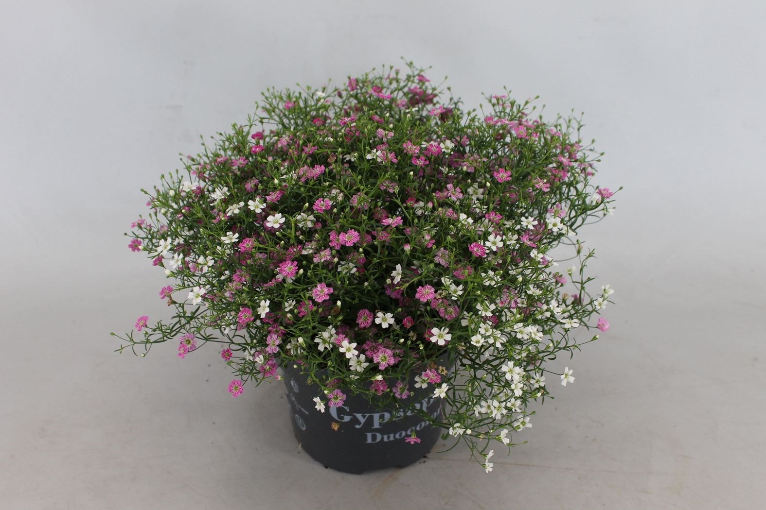 gypsophila muralis 'gypsy deep rose' - Tuincentrum Pelckmans